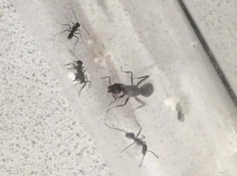 Black Trail Ant Queen + Colony- Iridomyrmex bicknelli - Bug Frenzy