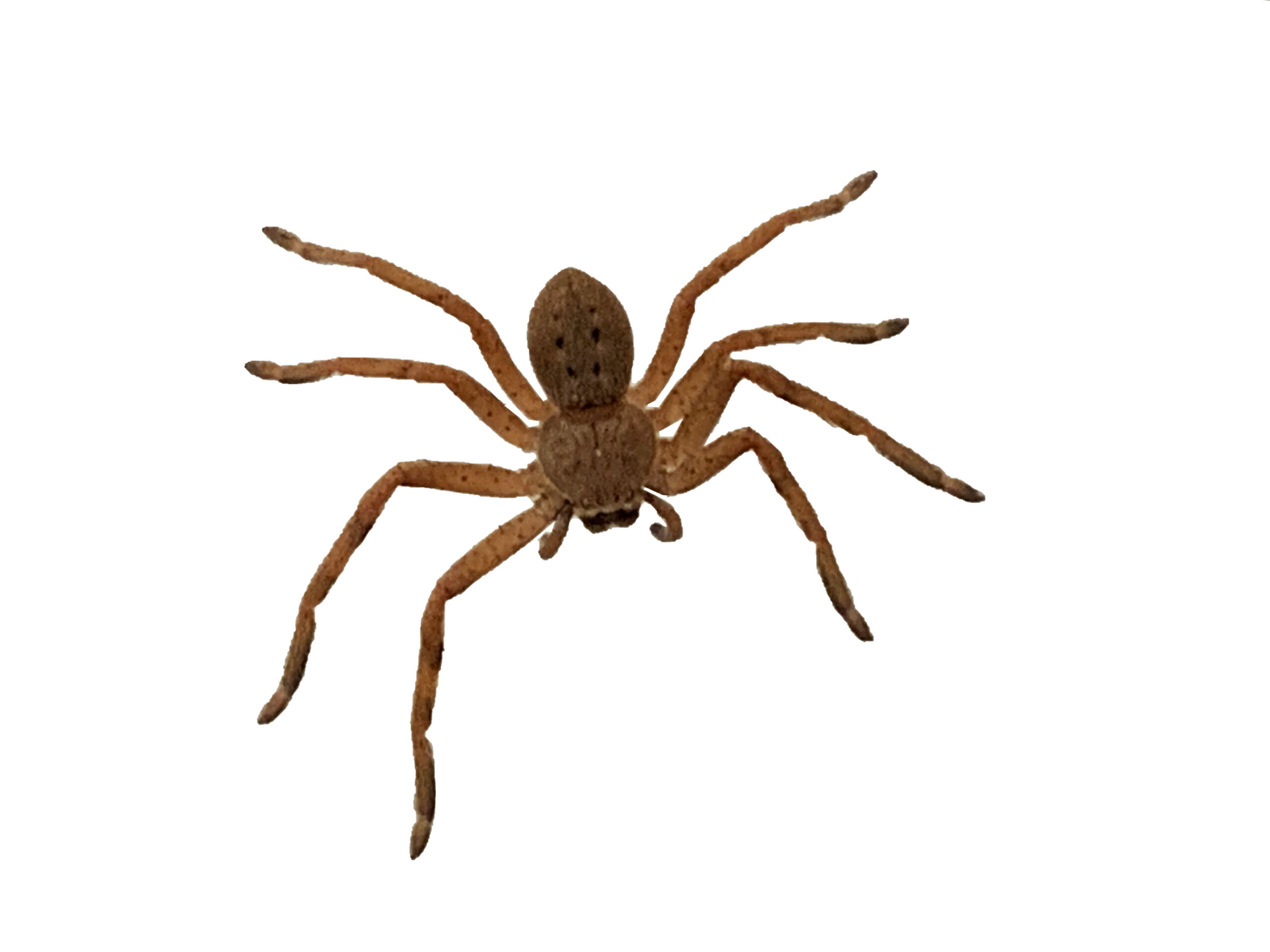 Cinnamon huntsman spider (Isopeda Sp. "Rufescens") | Bug Frenzy