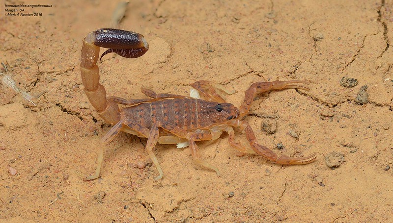Spider-Hunting Scorpion (Isometroides vescus) | Bug Frenzy