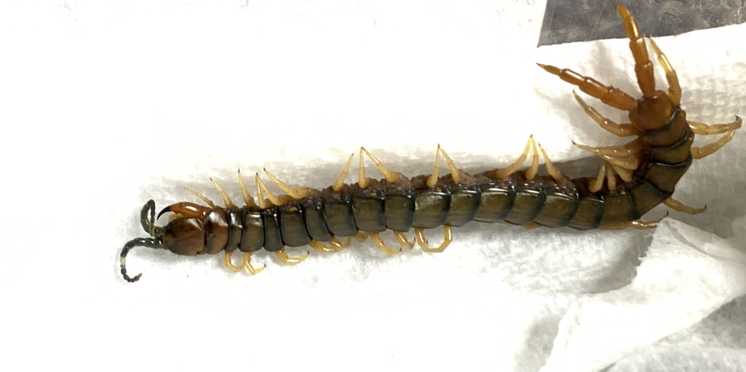 Orangefooted centipede (Cormocephalus aurantiipes) | Bug Frenzy