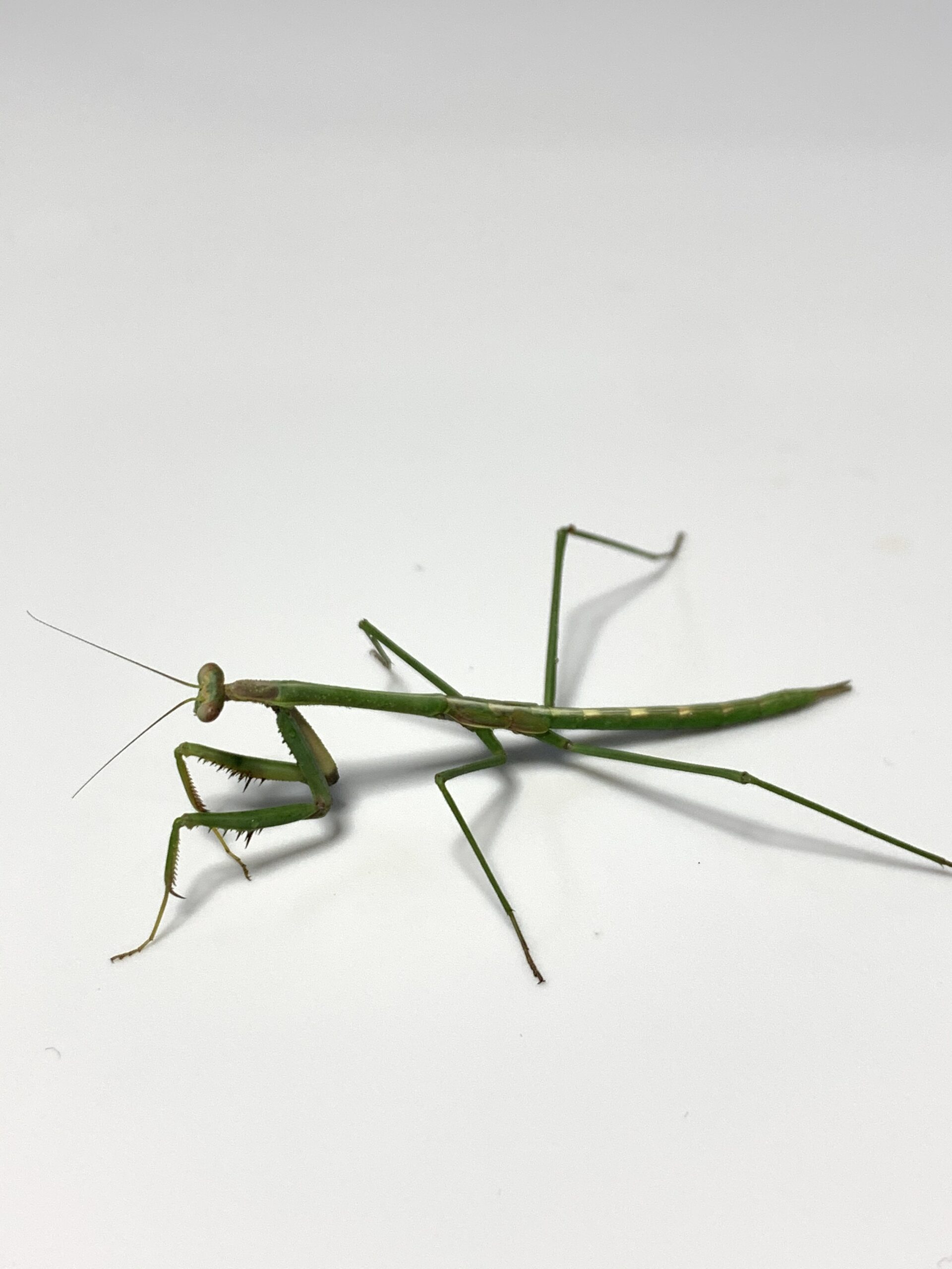 Grass Mantid (Archimantis latislya) | Bug Frenzy