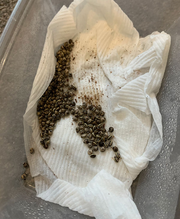 Spiny leaf insects (Extatostoma tiaratum) - Bug Frenzy