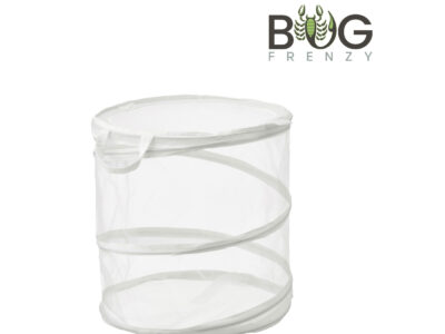 Phasmids (Stick Insects) - Bug Frenzy