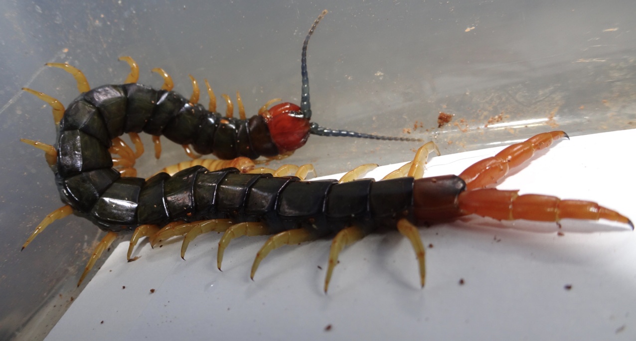 Tri-coloured centipede (Cormocephalus westwoodi) | Bug Frenzy