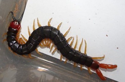 Tri-coloured centipede (Cormocephalus westwoodi) | Bug Frenzy