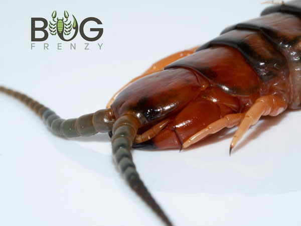 Orange-footed centipede (Cormocephalus aurantiipes) | Bug Frenzy