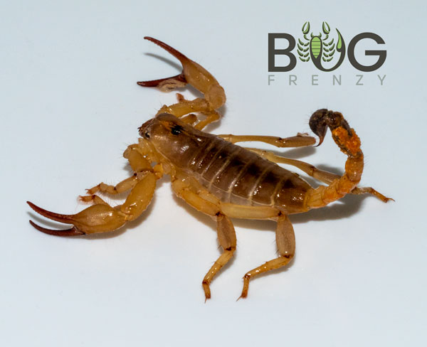 Red Desert Scorpion - Urodacus yaschenkoi - Bug Frenzy