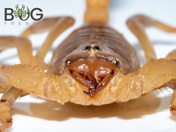 Red Desert Scorpion - Urodacus yaschenkoi - Bug Frenzy