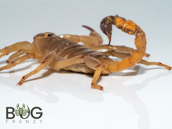 Red Desert Scorpion - Urodacus yaschenkoi - Bug Frenzy