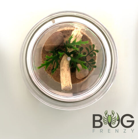 White-Haired Peacock jumping spider (Maratus Albus) Male - Bug Frenzy