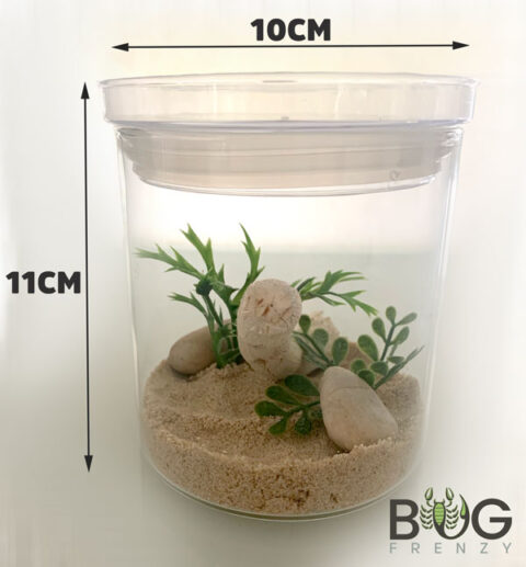 Net-Winged Mantis (Neomantis australis) Sub-Adults - Bug Frenzy