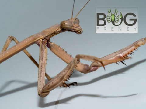 Grass mantid (Archimantis latistyla) captive bred juvenile - Bug Frenzy