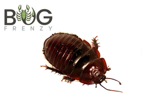 Desert burrowing cockroach - Geoscapheus sp. cf dilatatus - Bug Frenzy