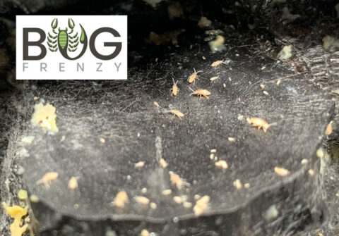 Springtail Kit or Springtails Only - Bug Frenzy