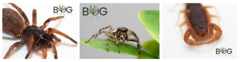Bug Frenzy | Scorpions | Spiders | Invertebrates | Bug Shop