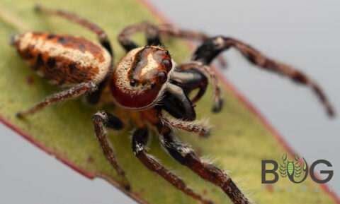 Groom Jumping spider (Opisthoncus sp.1) Male - Bug Frenzy Jumping ...