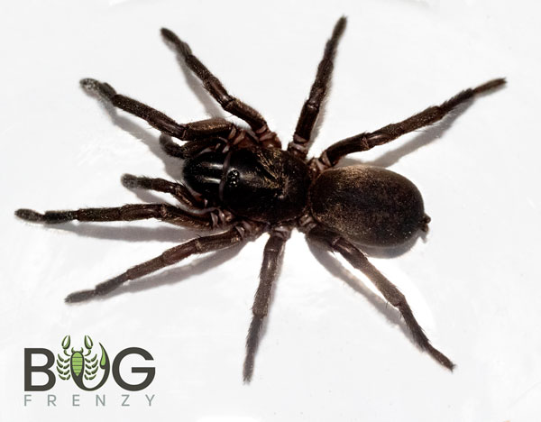 Black and Gold wishbone spider juvenile (Aname sp'2') | Bug Frenzy