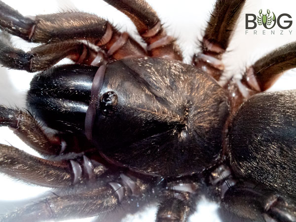 Black and Gold wishbone spider juvenile (Aname sp'2') | Bug Frenzy