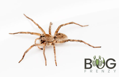 Ghost trapdoor wolf spider (Hoggicosa sp1) - Bug Frenzy