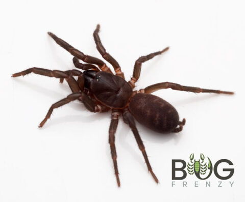 Northern wishbone spider (Ixamatus sp. poss. I. barina) - Bug Frenzy
