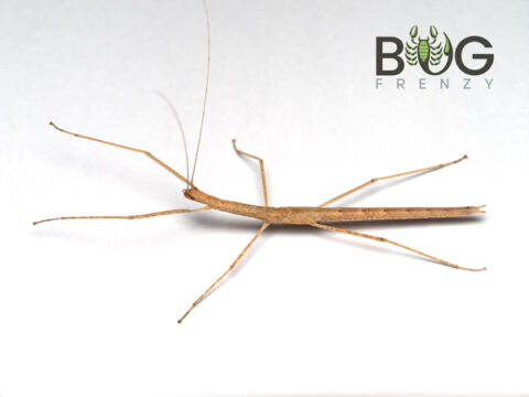 4 x Cyclone Larry stick insects (Siplyoidea larryi) - Bug Frenzy