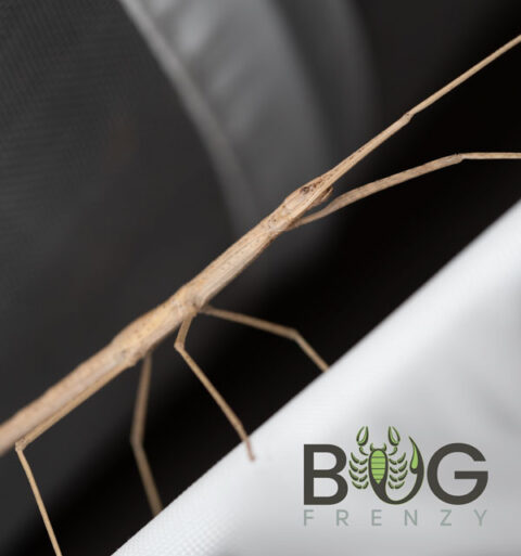 4 x Cyclone Larry stick insects (Siplyoidea larryi) - Bug Frenzy