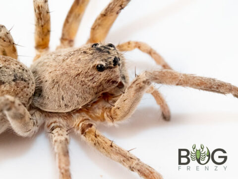 Ghost trapdoor wolf spider (Hoggicosa sp1) - Bug Frenzy