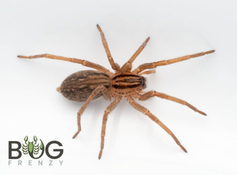 Giant prowling spider (Miturga sp. 1) - Bug Frenzy