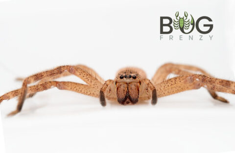 Eastern Yellow Badge huntsman (Neosparassus sp. 1) - Bug Frenzy