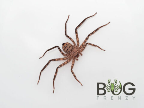 Karaops sp. 1 (World's fastest spider) - Bug Frenzy