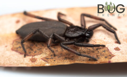 Black flat spider (probably Rebilus sp.) - Bug Frenzy