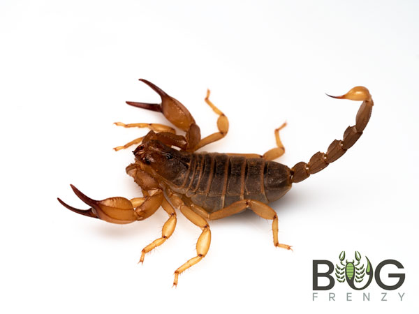 Sand scorpion (Urodacus armatus) - Bug Frenzy