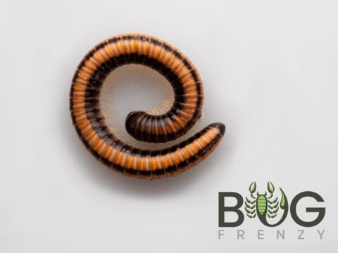 3 x Zebra millipedes (Spirobolellus sp.) - Bug Frenzy