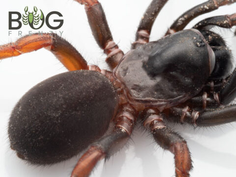 Red-legged trapdoor spider (Arbanitis andrewsi) - Bug Frenzy