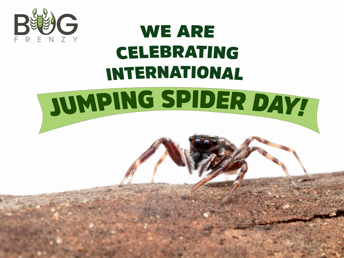 21 Jumper Street | Bug Frenzy