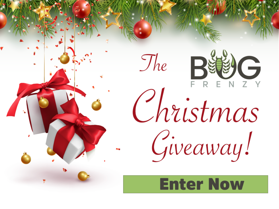 Phasmids (Stick Insects) - Bug Frenzy