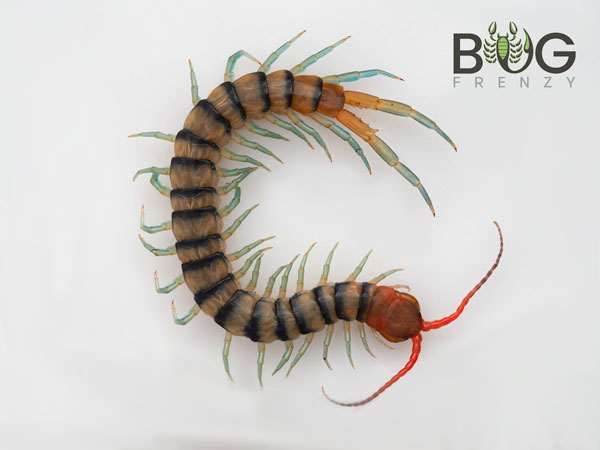 Blue banded centipede (Scolopendra morsitans) SA mallee form | Bug Frenzy