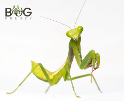 Giant Rainforest Mantid (Hierodula majuscula) L4/L5 nymphs - Bug Frenzy