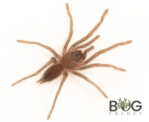 Australian tarantula (Phlogius kuttabul) Advanced Slings - Bug Frenzy