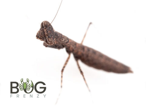 Black Ground Mantid (Bolbe sp.) - Bug Frenzy