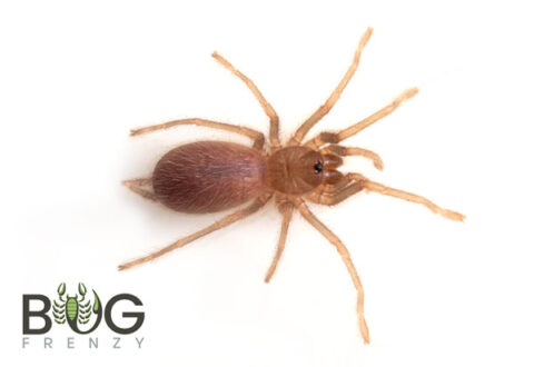 Red-haired Tarantula (Phlogius 'rubiseta') small - Bug Frenzy