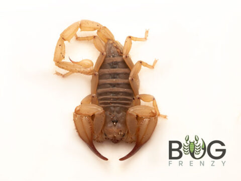 Flinders ranges scorpion (Urodacus elongatus) CB Babies - Bug Frenzy
