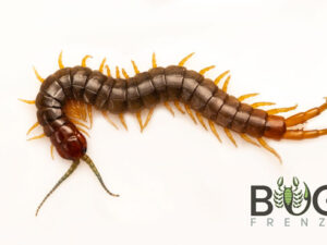 Myriapods (Millipedes and Centipedes) | Bug Frenzy