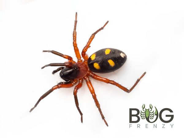 Resplendent ant spider (Zodariidae sp. 6) | Bug Frenzy