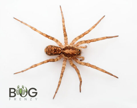 Desert wolf spider (Possibly Venatrix sp. - Bug Frenzy