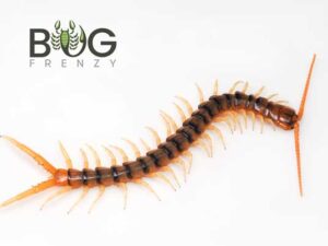 Zebra millipede (Spirobolellus sp.) | Bug Frenzy