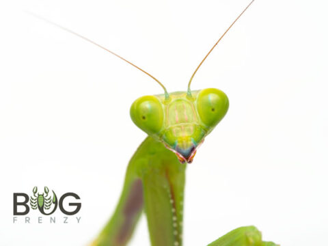 Giant Rainforest Mantid (Hierodula majuscula) L4/L5 nymphs - Bug Frenzy