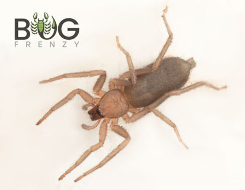 White flat spider (Trochanteriidae) - Bug Frenzy