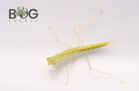 Net-Winged Mantis (Neomantis australis) Captive Bred - Bug Frenzy