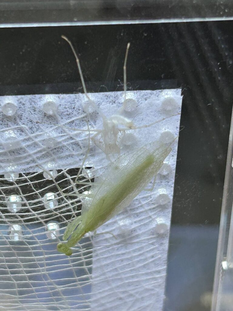 Net-Winged Mantis (Neomantis australis) Captive Bred - Bug Frenzy